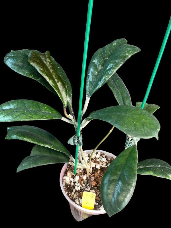 Hoya Viola - Flori-Culture Tropical Nursery + Hoya + Supply