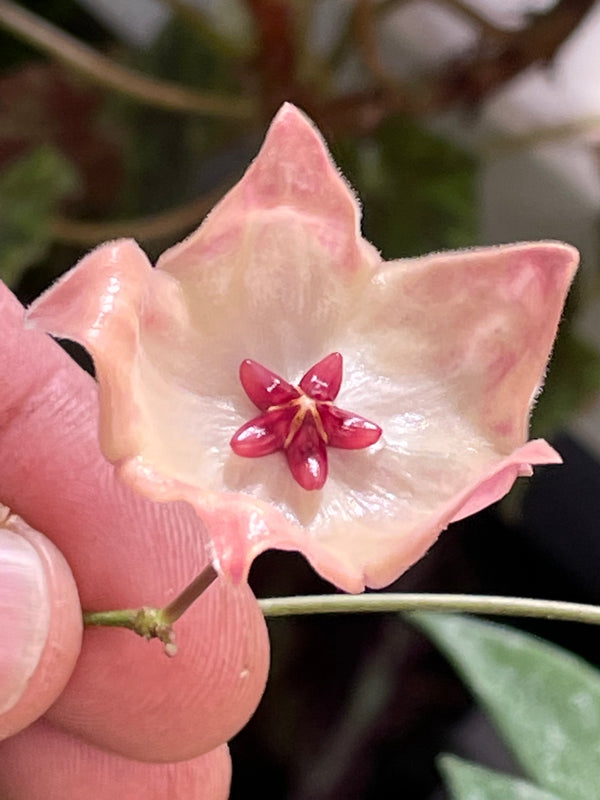 Hoya patella Pink - Flori-Culture Tropical Nursery + Hoya + Supply