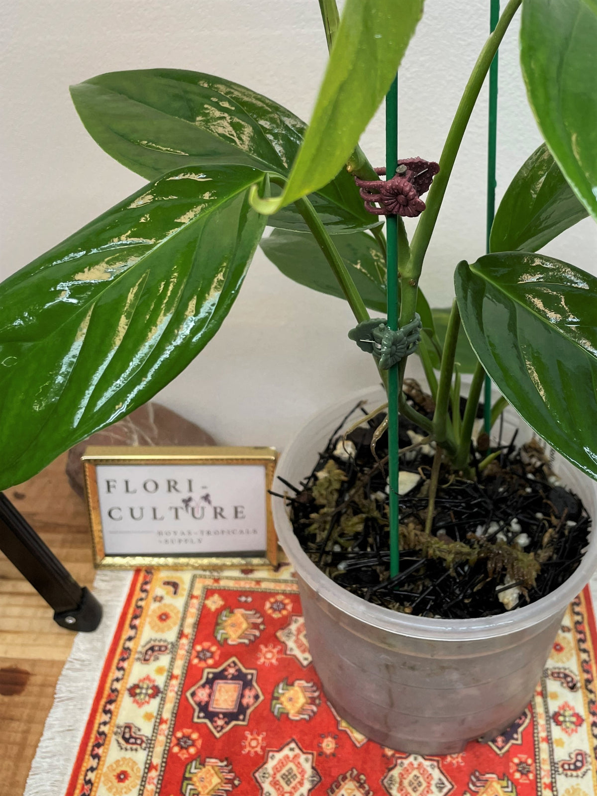 Monstera obliqua Bolivian form - Flori-Culture Tropical Nursery + Hoya ...
